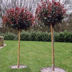 Glansmispel op stam (Photinia fraseri 'Red Robin') 3 - 6 ...